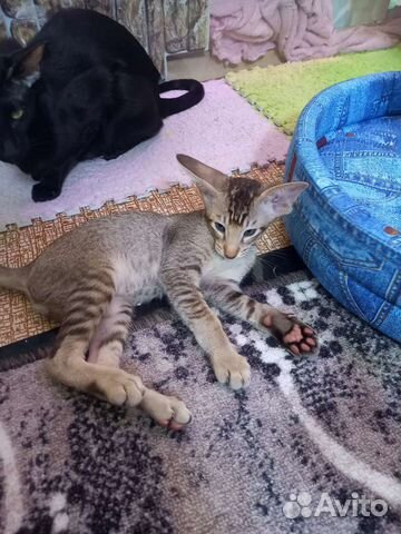 Ориентальная