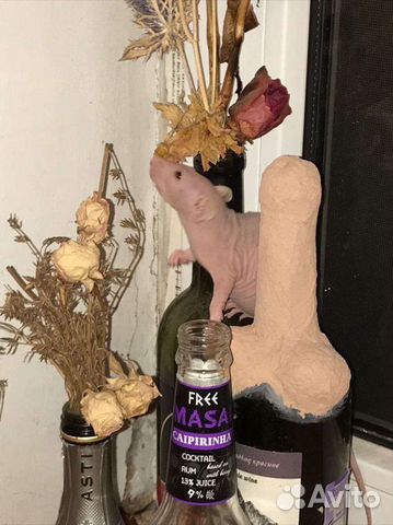 Декоративная крыса сфинкс