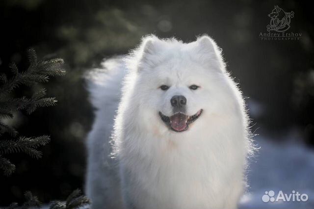 Вязка Кобель Самоеда