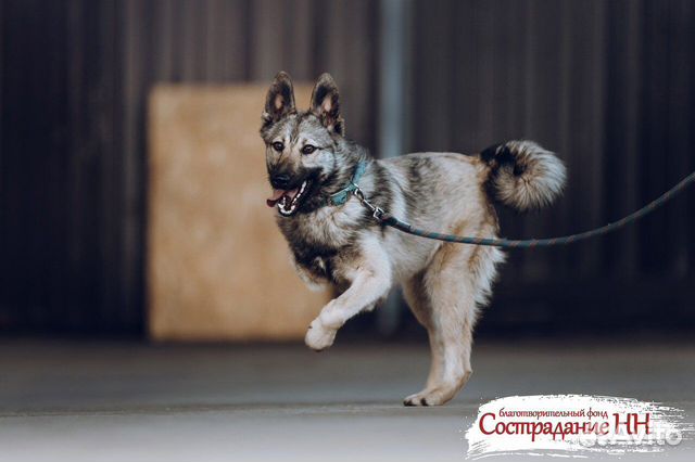 Особенная собака в добрые руки