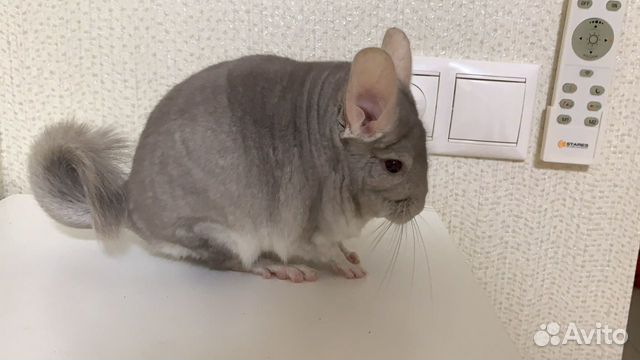 Бежевый сапфир носитель ангоры и фиолета