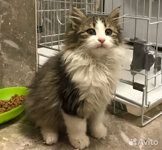 Ангельски красивая Поночка