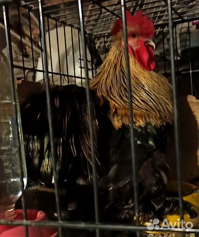 Карликовые кохинхины