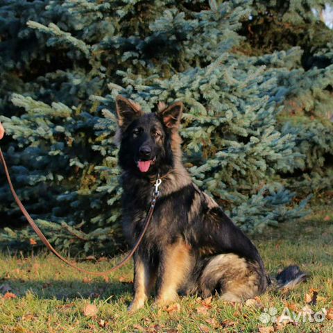 Щенки немецкой овчарки рабочего разведения
