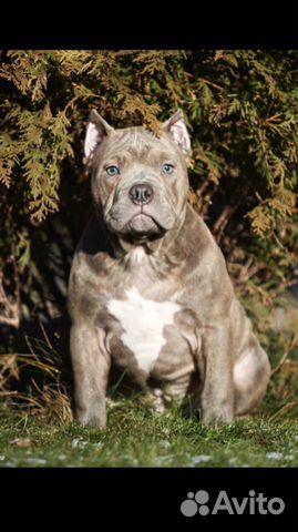 Американбулли девочка