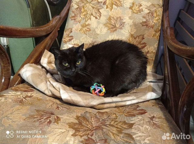 Кошка Брунгильда