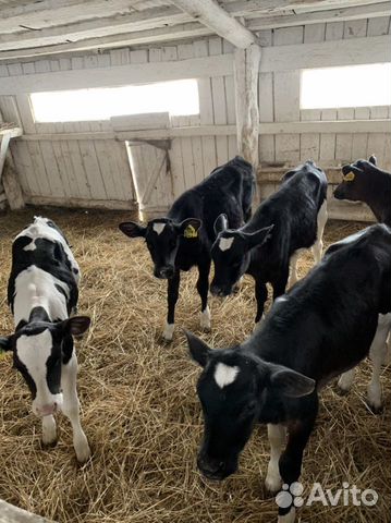 Телята Бычки домашние