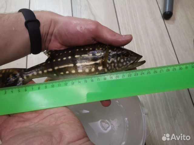 Цихла Теменсис