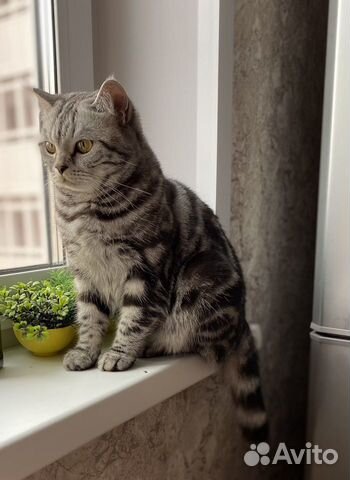 Ищем кота для вязк