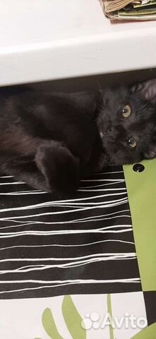 Черный котенок в добрые руки