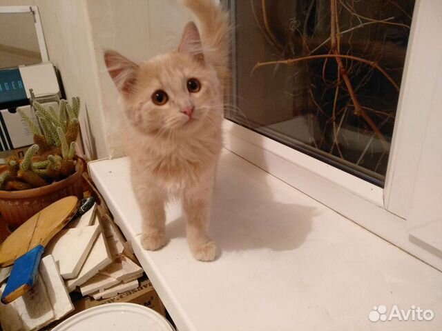 Ласковая Маша