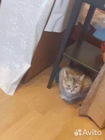 Кошка
