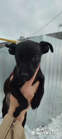 Той-терьер девочка