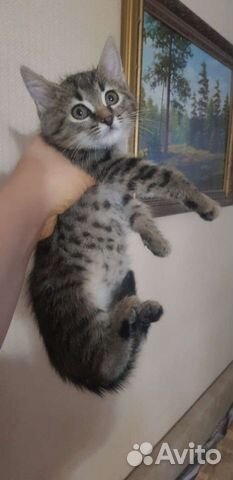 Котенок Боня 2мес девочка привита домашняя бенгалк