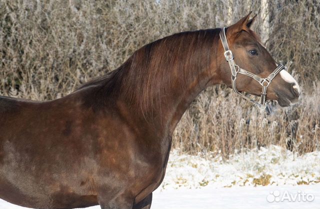 Спортивные лошади