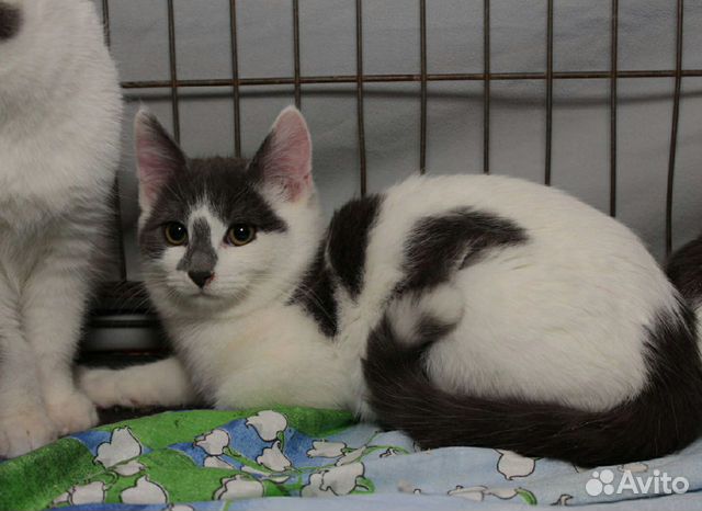 Котёнок Дашенька