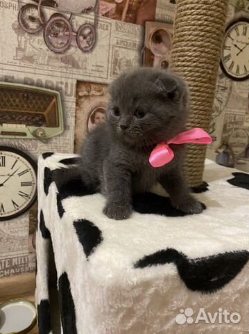Продаю котят скоттишь-фолд и скоттишь-страйт