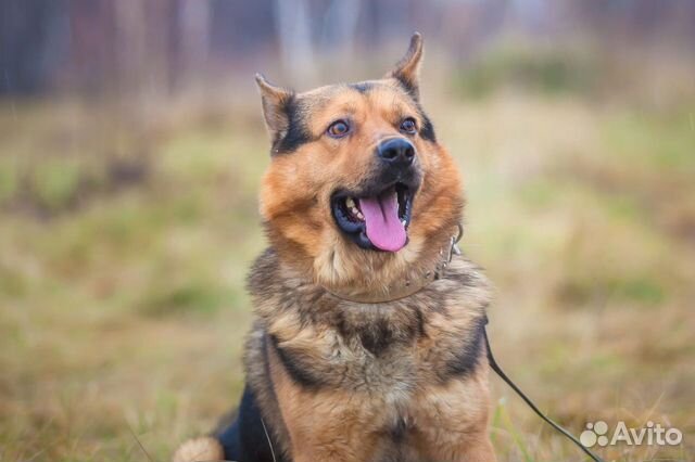 Рэм ищет хозяина