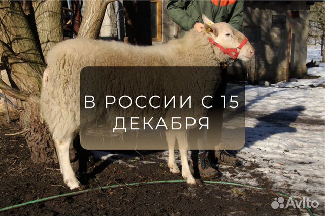 Порода Восточно-фризская \ Немецкая селекция