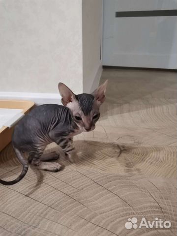 Донской сфинкс котята