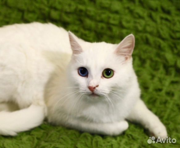 Котя Хлоя ищет дом