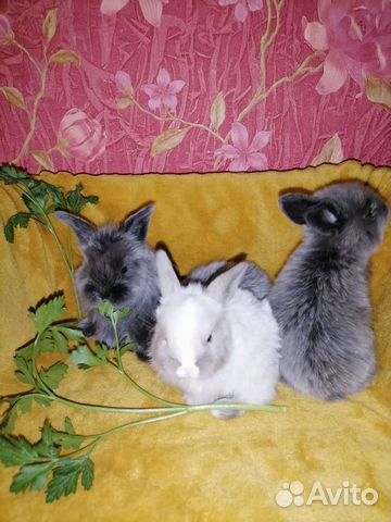Шикарные декоративные крольчата 1 месяц