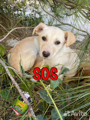 Плюшевые щеночки ищут дом