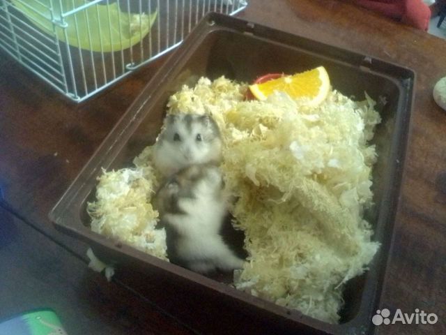 Джунгарский хомяк