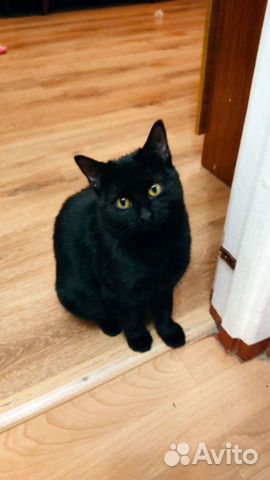 Кошечка чернушечка