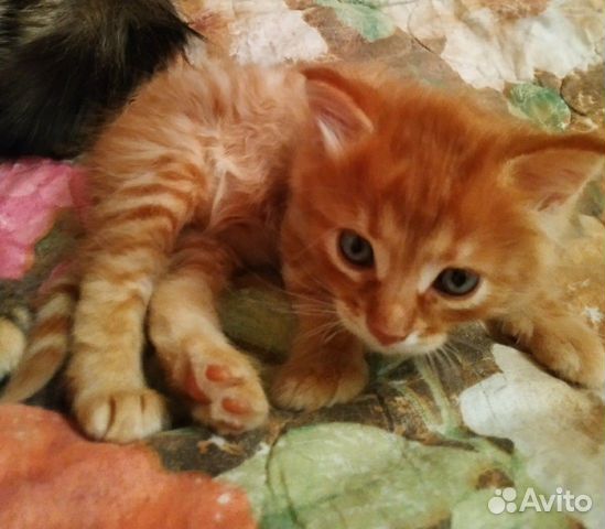 Котик ищет дом