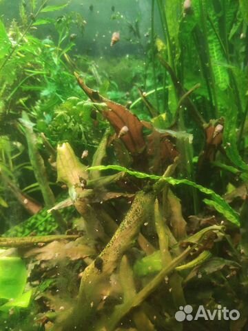 Аквариумные растения бесплатно
