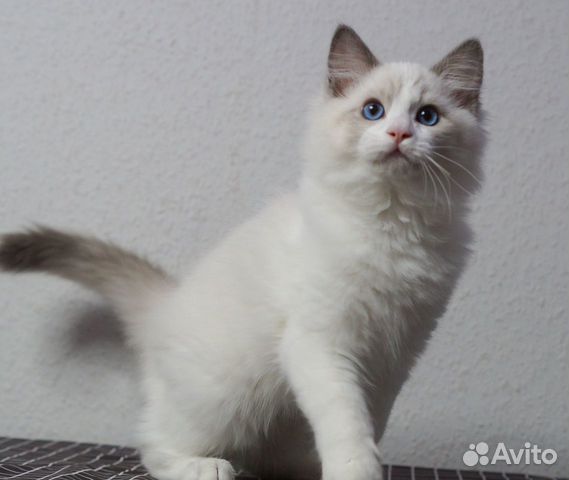 Котенок Рэгдолл