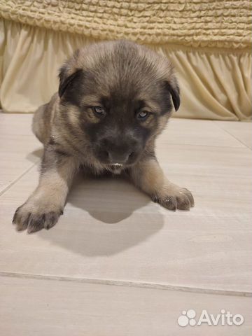 Щенки немецкой овчарки