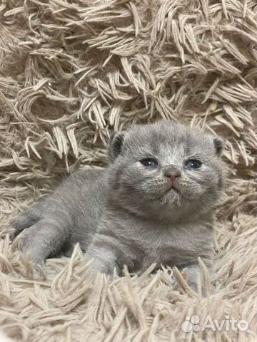 Британские котята