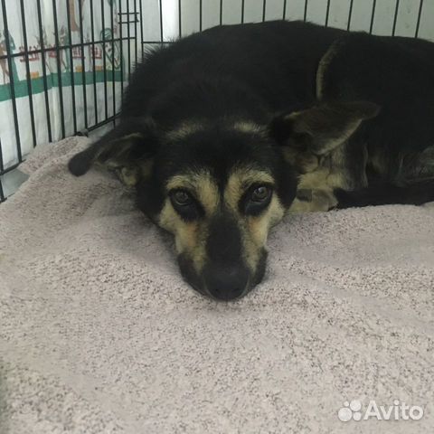 Собака в добрые руки