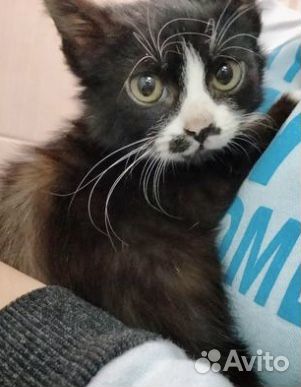 Котенок черный с белым