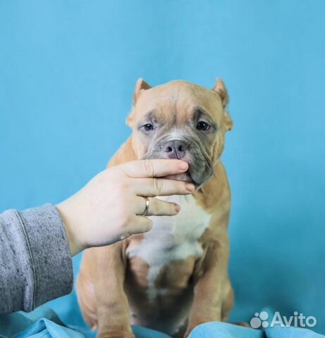 Американский булли девочка продажа