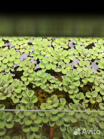 Прополка верхоплавки