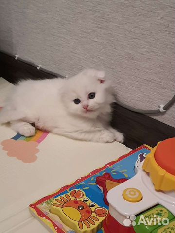 Кошки шотландцы