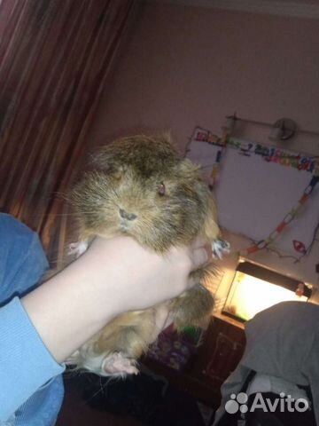 Морская свинка розетка