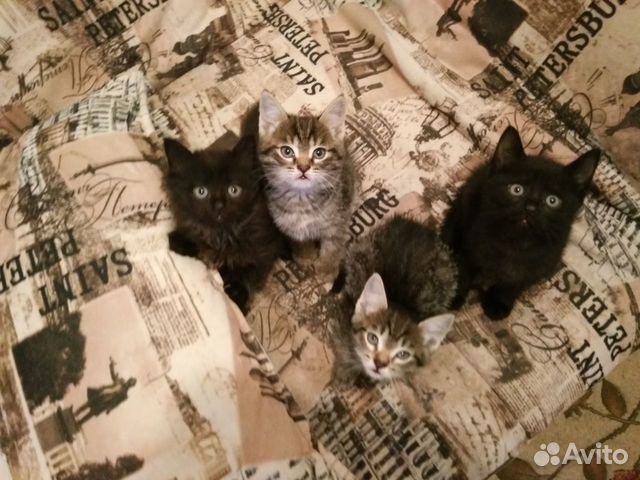 Отдам Котят Бесплатно