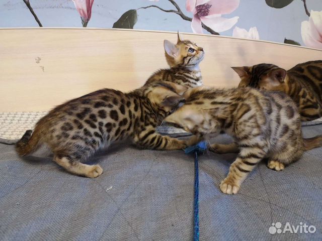 Бенгальские котята