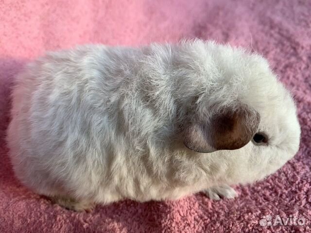 Морска свинка Тедди, девочка,1 мес