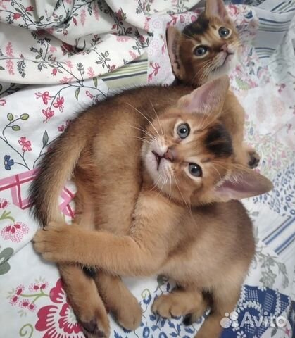 Абиссинские котята