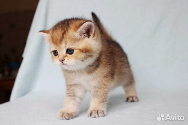 Клубные британские котята