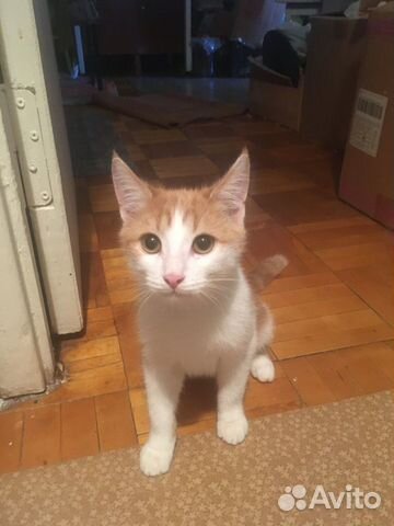 Кошка в дар