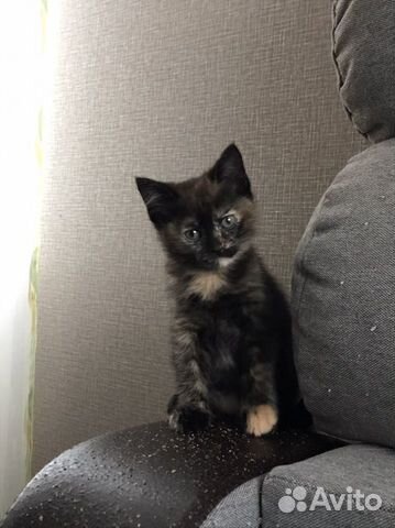 Котенок девочка в добрые руки