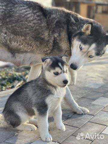 Сибирский хаски