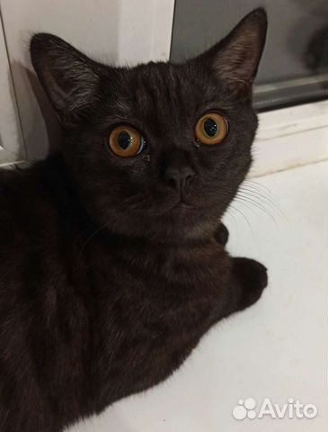 Кот ищет дом
