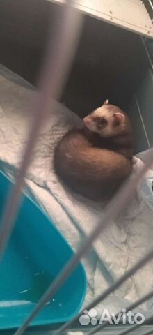 Хорек с клеткой